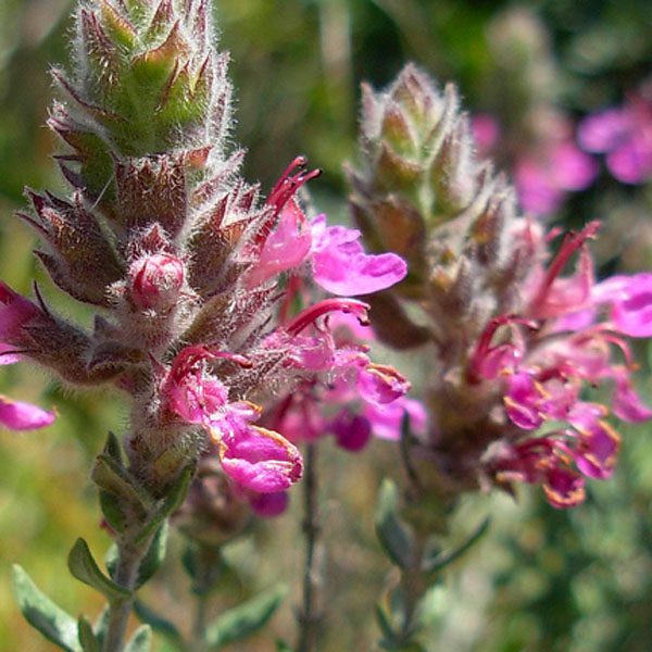 Teucrium marum - Alchetron, The Free Social Encyclopedia