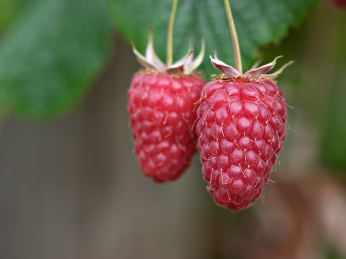 Raspberry ‘Tulameen’ (Rubus idaeus) | Log House Plants