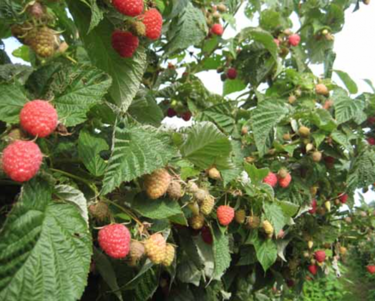 Raspberry ‘Nantahala’ (Rubus) | Log House Plants