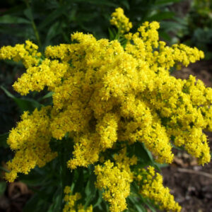 Solidago ‘Little Lemon’ (goldenrod) | Log House Plants