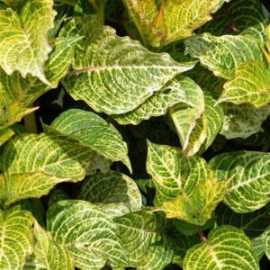 Iresine ‘Heart Variegated’ | Log House Plants